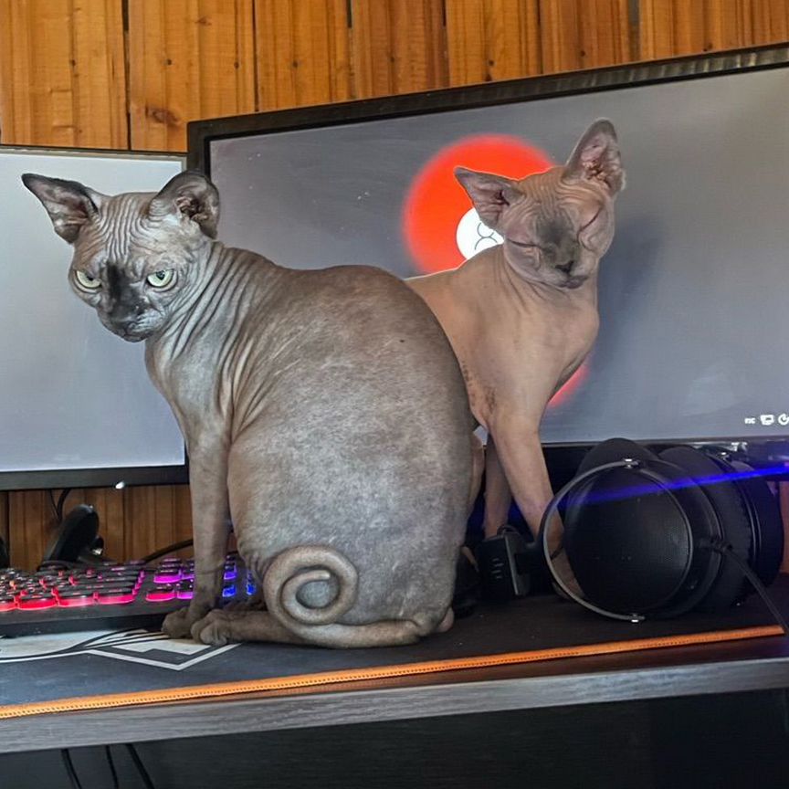 Сфинкс кошки