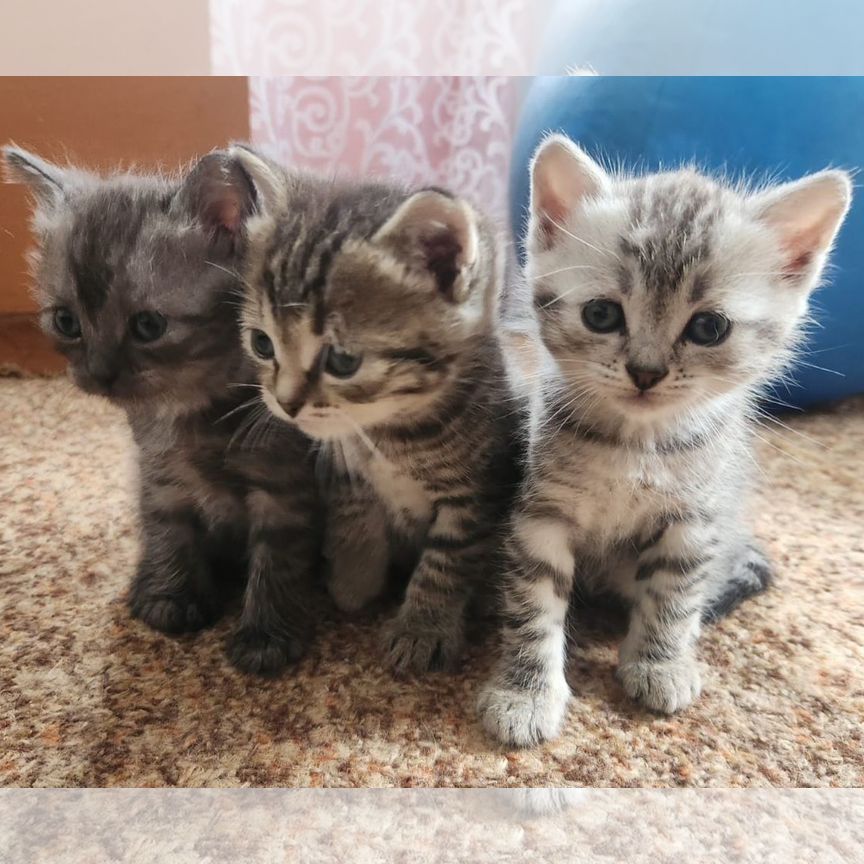 Котята в добрые руки бесплатно маленькие
