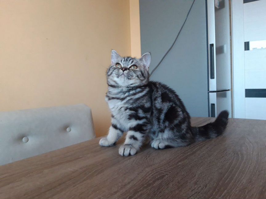Британский котёнок черный мрамор на серебре