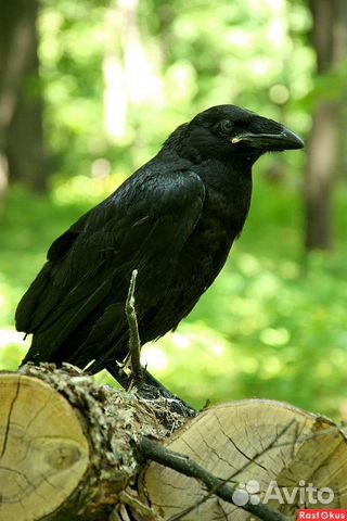 Ворон в добрые руки