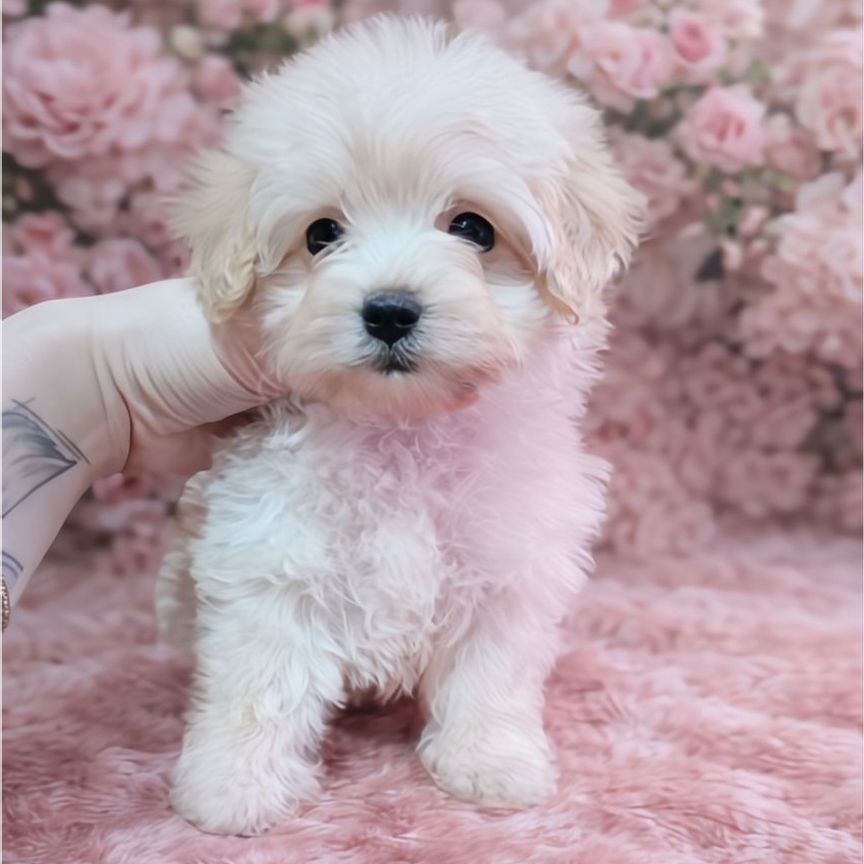 Мальтипу, щенок