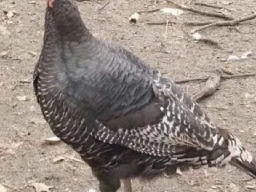 Индюшка бронза