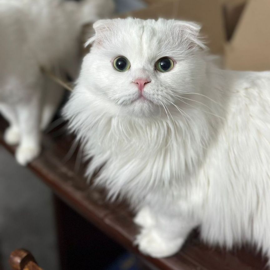 Котик снежок ищет дом