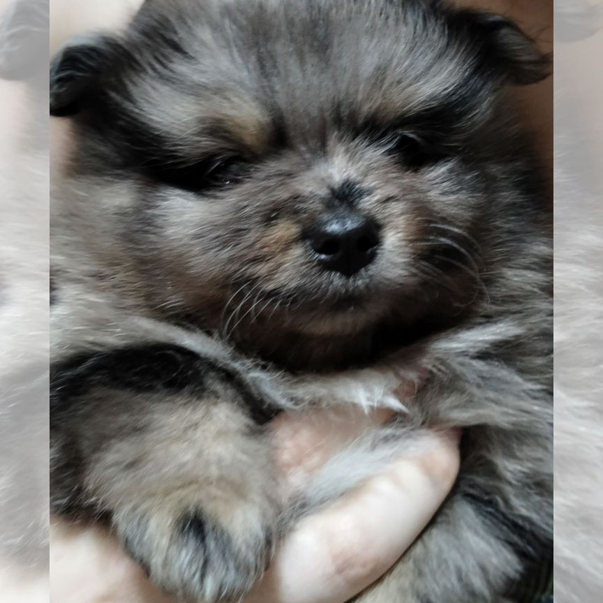 Померанский шпиц, щенок