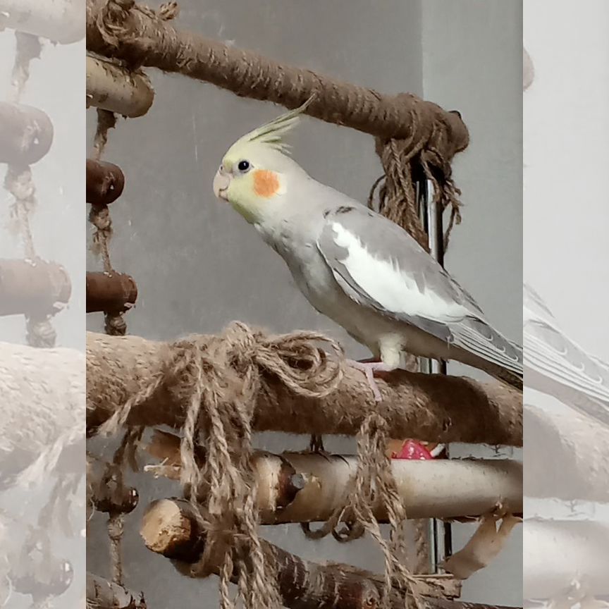 Попугай корелла птенец