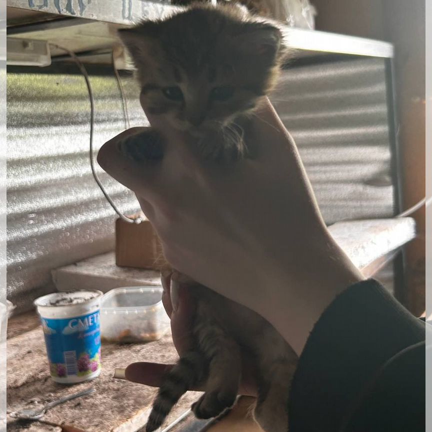 Котёнок в добрые руки
