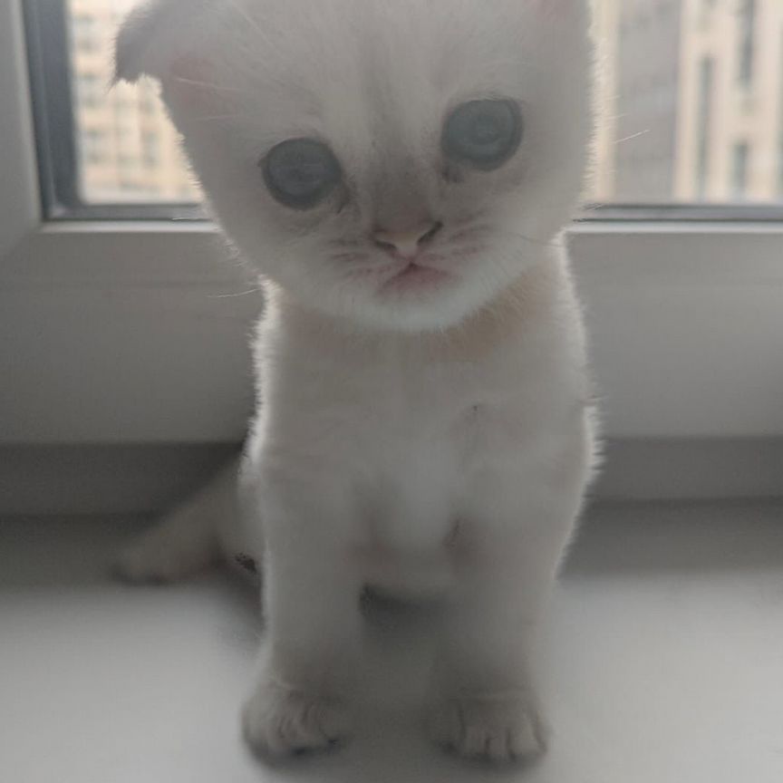 Шотландский вислоухий короткошёрстный котёнок