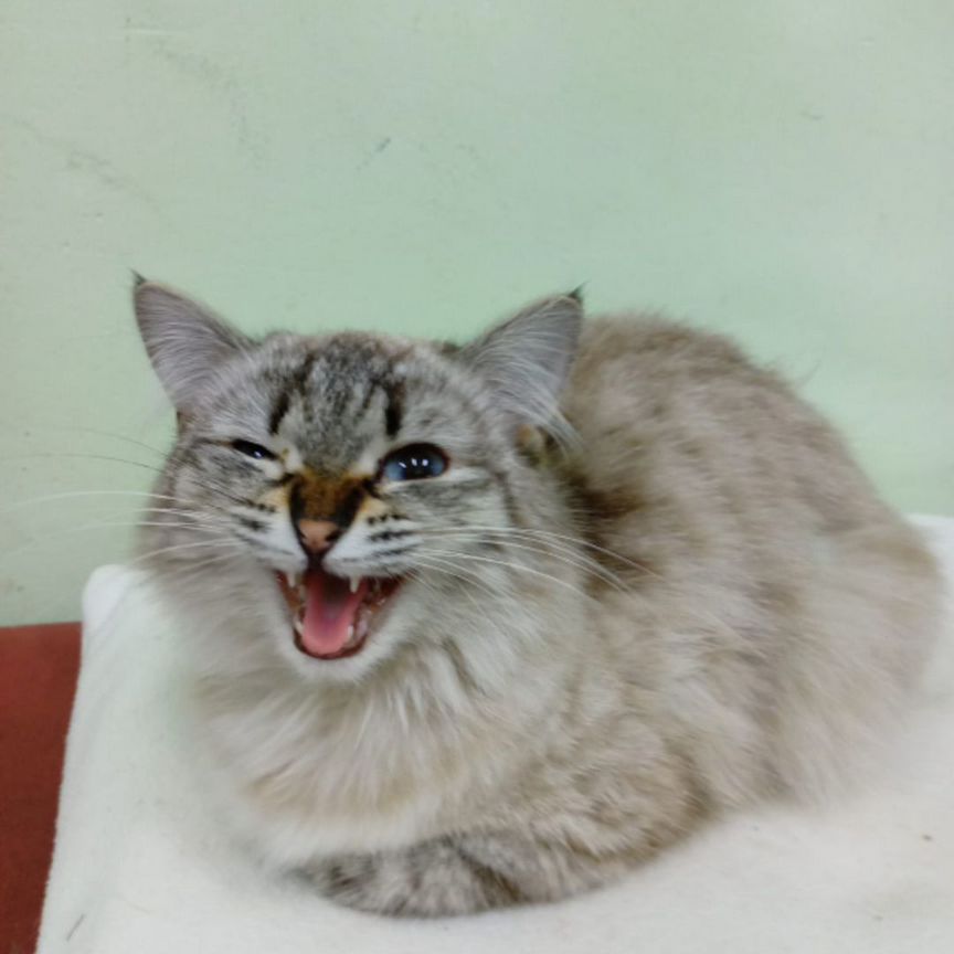 Кошечке нужен дом