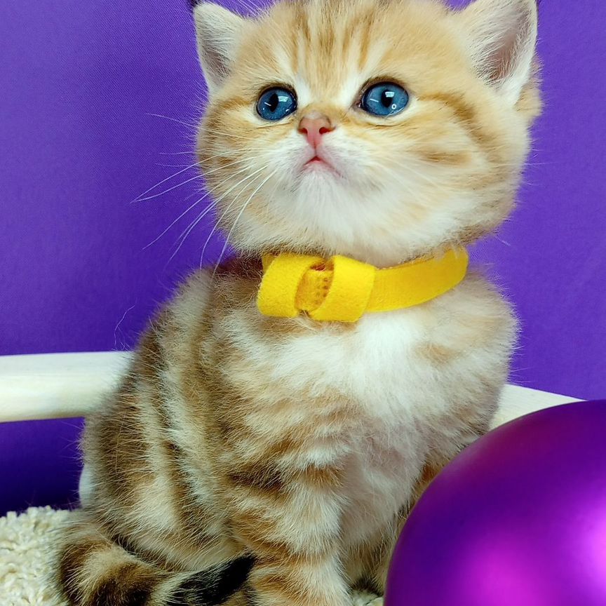 Шотландский прямоухий короткошёрстный котёнок