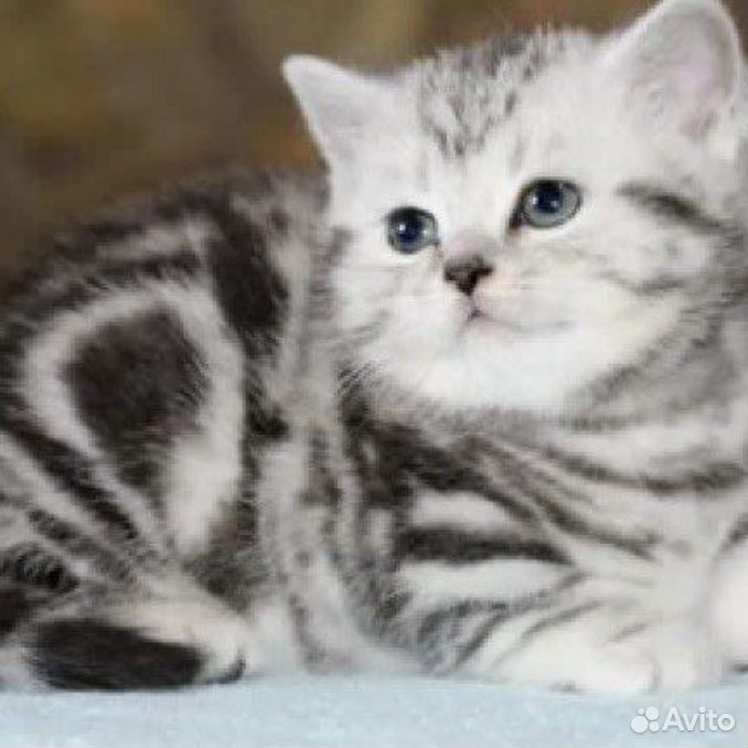 Британцы мраморные плюшевые