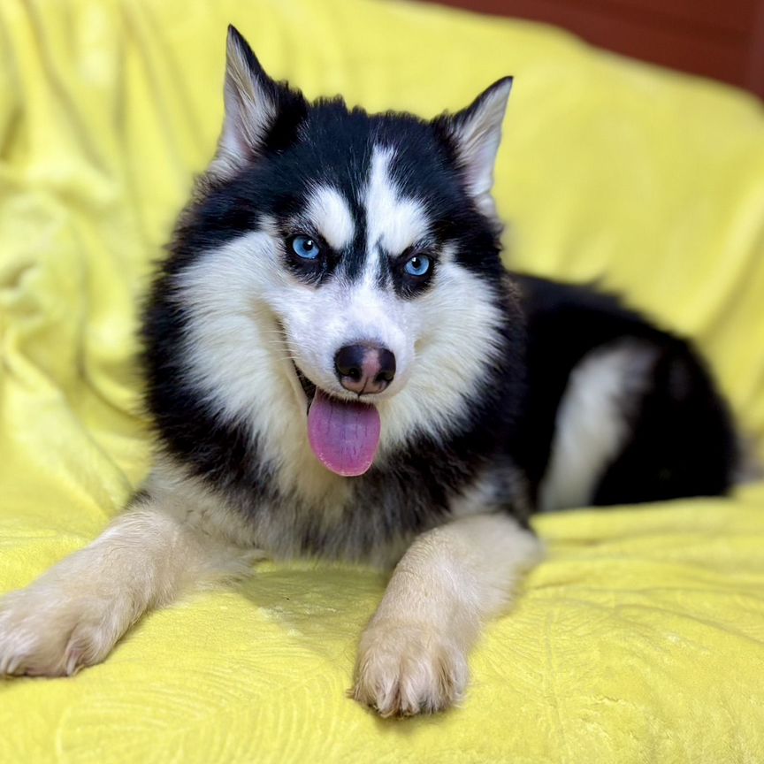 Помски, щенок