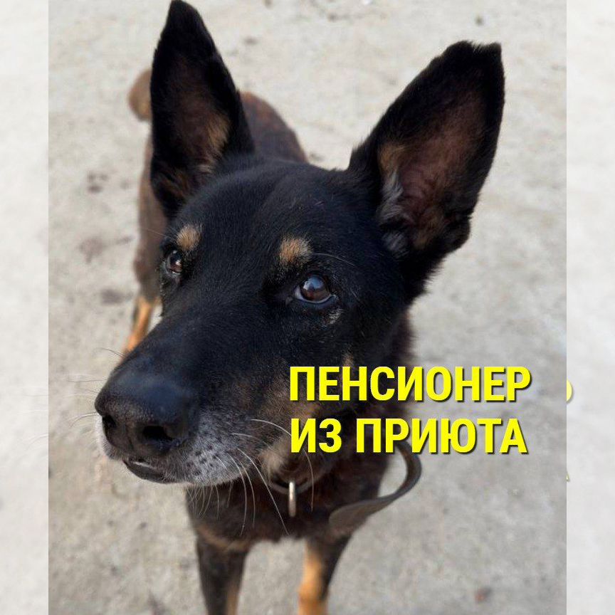 Взрослый пёс в добрые руки