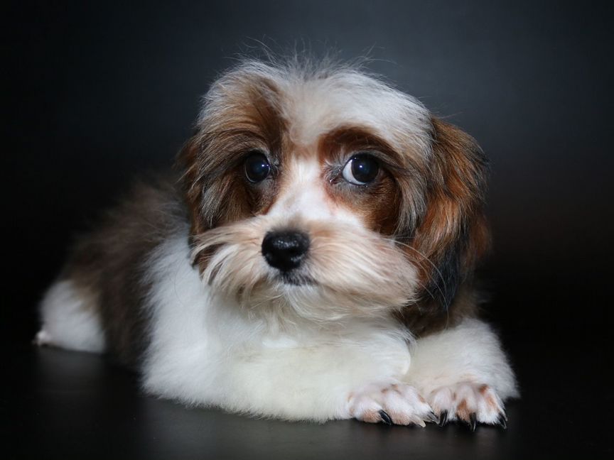 Бело - муругий мальчишка