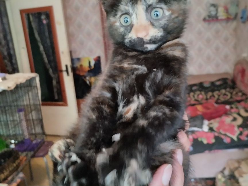 Котята