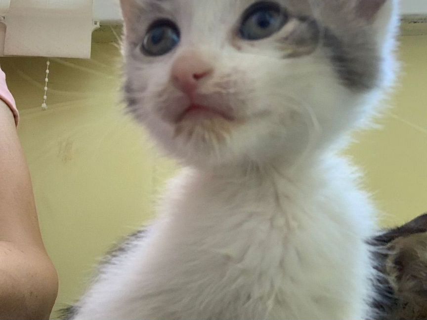 Котенок крошка ищет дом
