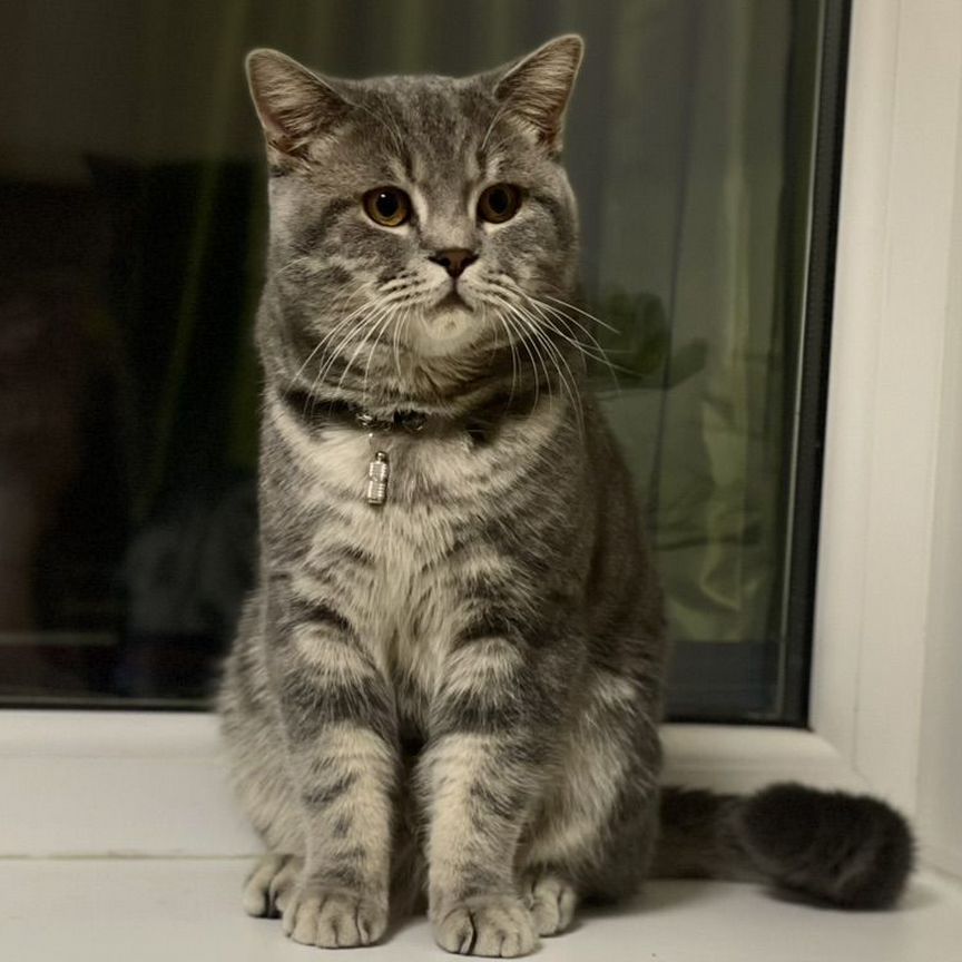 Вязка с кошечкой
