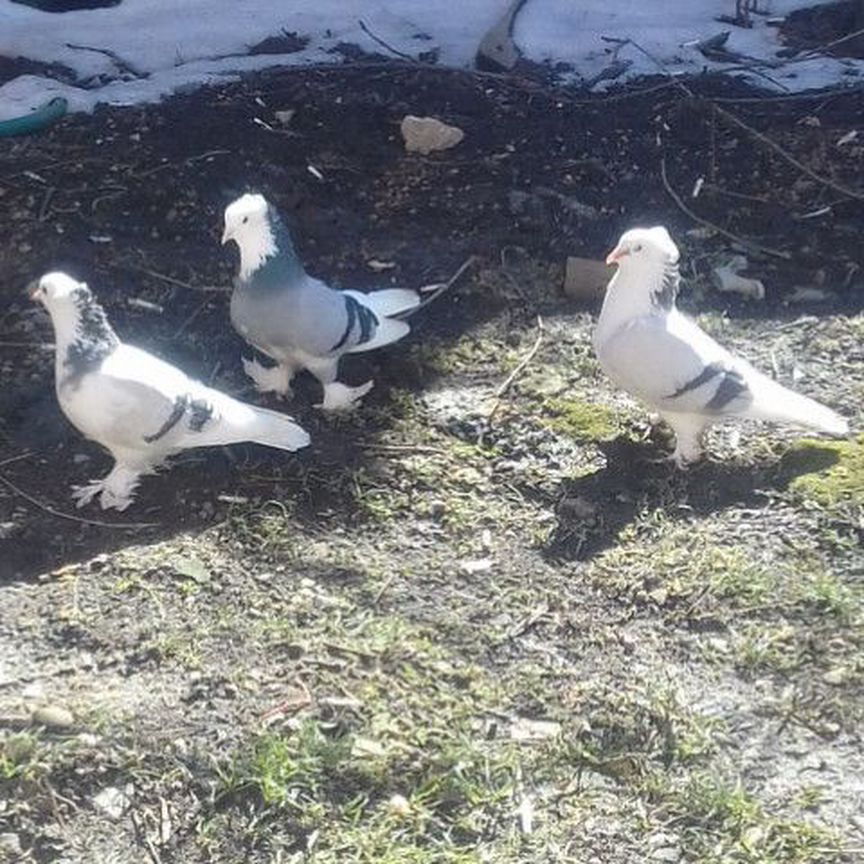 Ленинаканские голуби