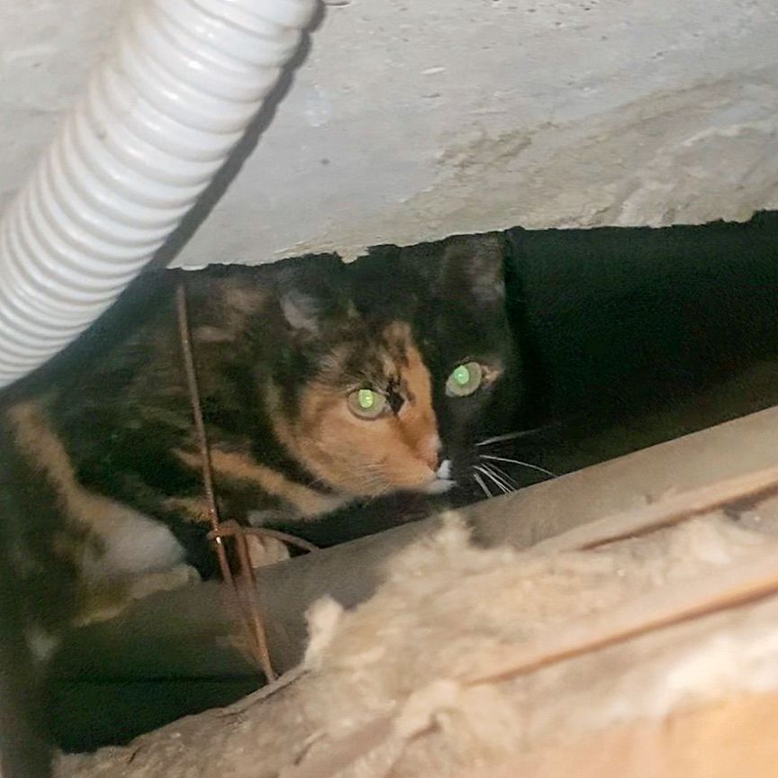 Выкинули кошку