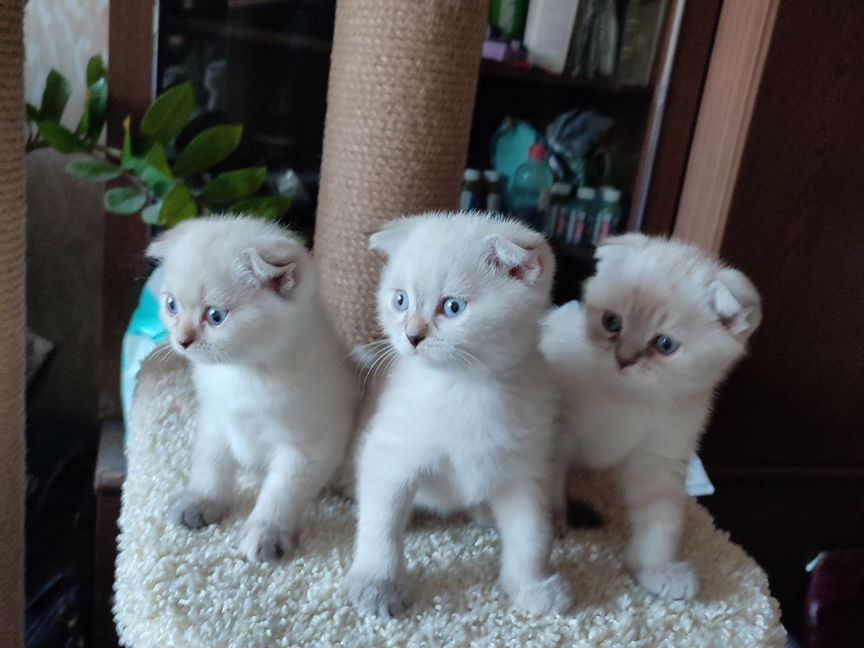 Шотландские вислоухие котята