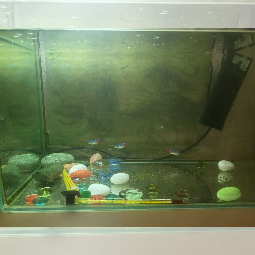 Аквариум и рыбки