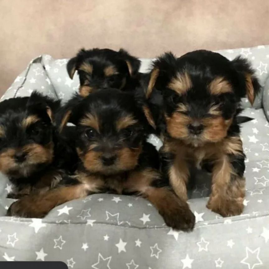 Йоркширский терьер, щенок