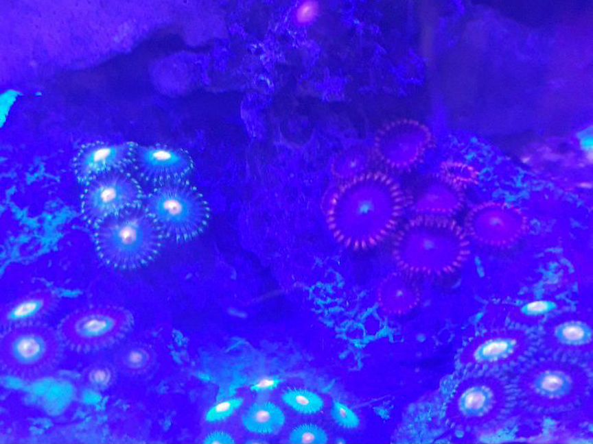 Зоантусы (цена за полип)