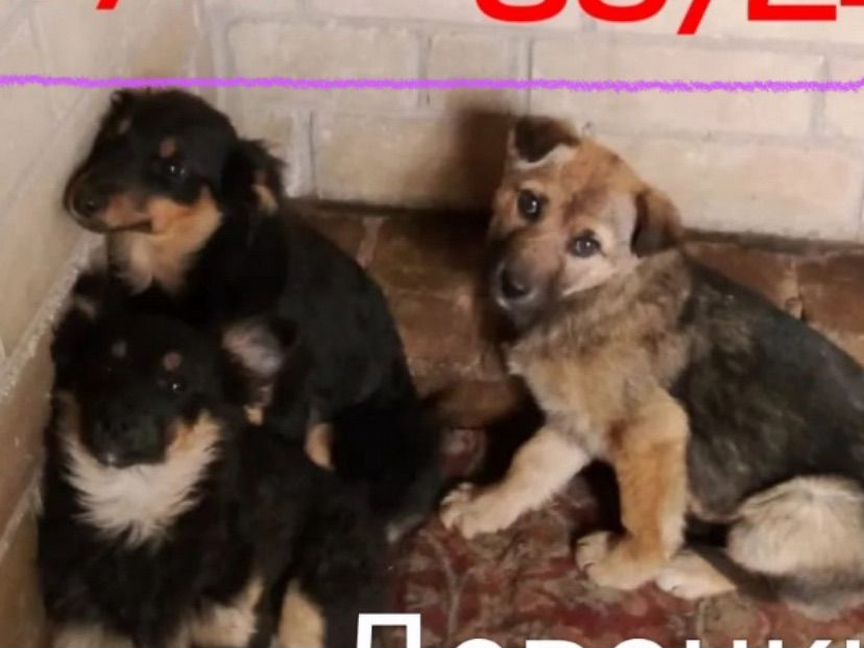 Щенки в очереди на усыпление