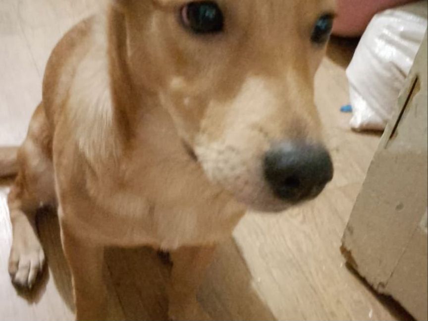 Собака в добрые руки