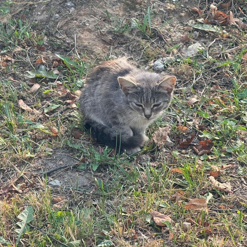 Котенок в добрые руки
