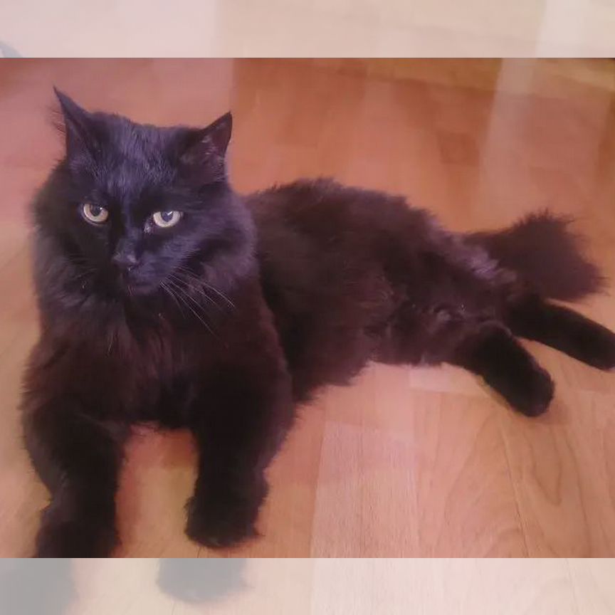 Взрослый кот в добрые руки