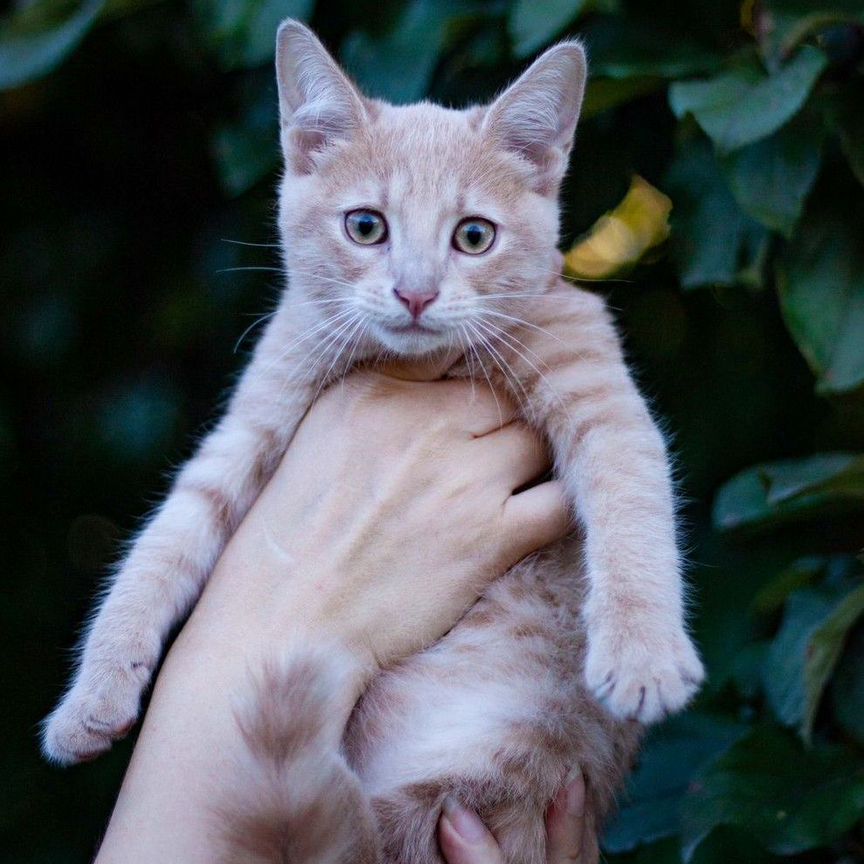 Симпатичненький Рыжик(3 мес.) в добрые руки