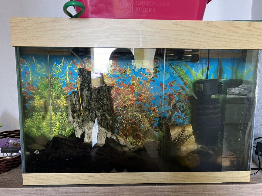 Аквариум со всем содержимым