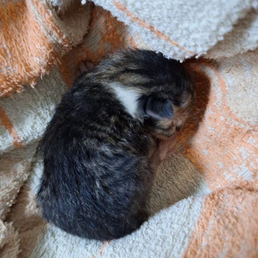 Пристраивается в добрые руки