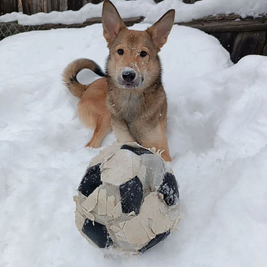 Щенок в добрые руки