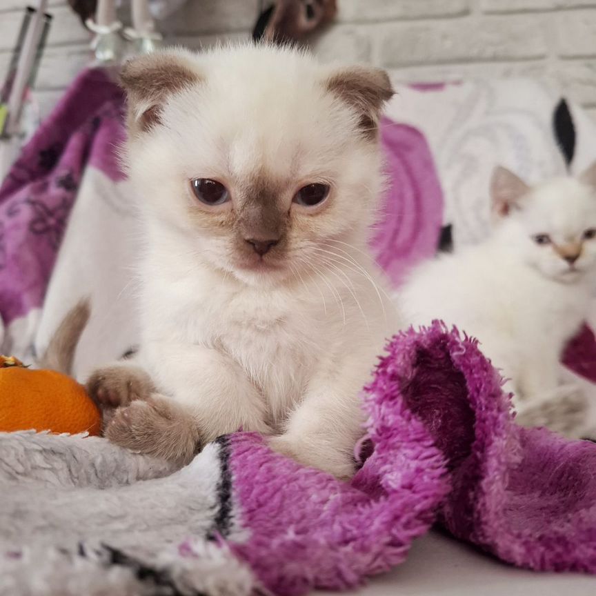 Шотландские котята