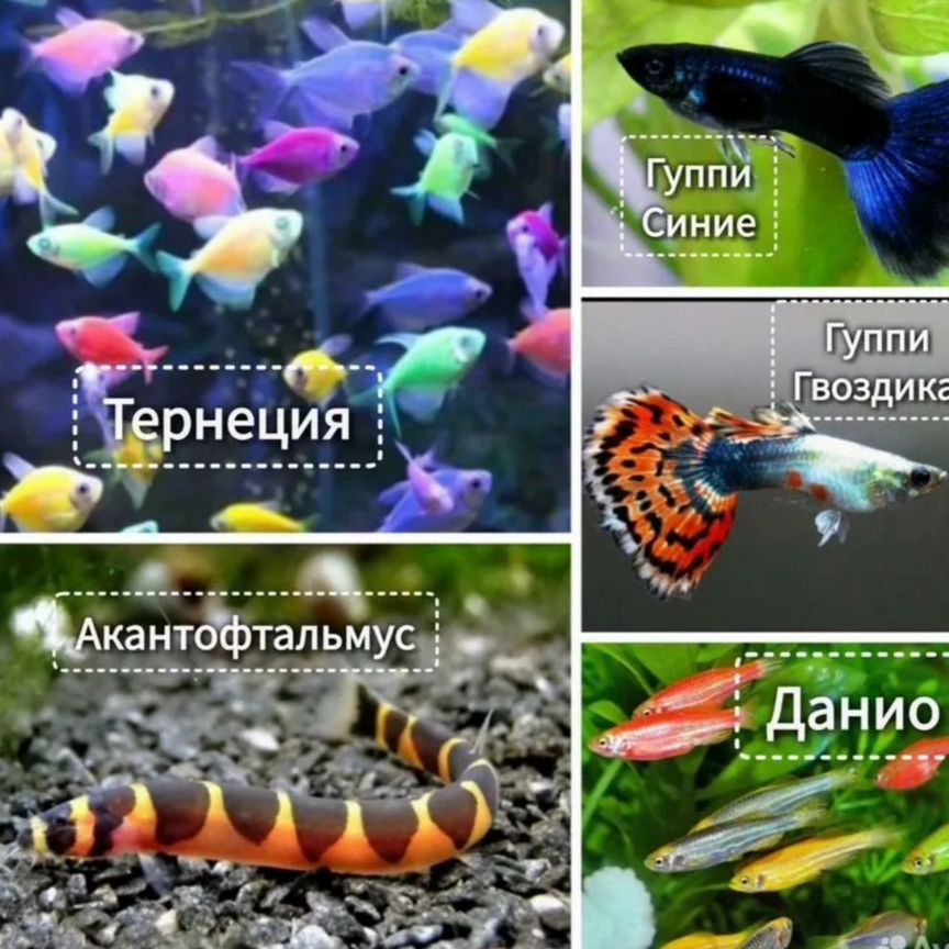 Огромный выбор аквариумных рыб на любой вкус