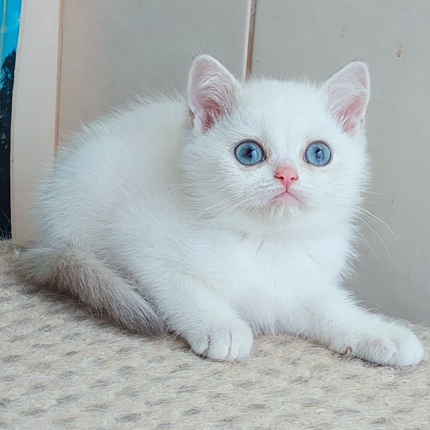 Британский короткошёрстный котёнок