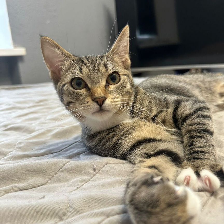 Котенок девочка в добрые руки