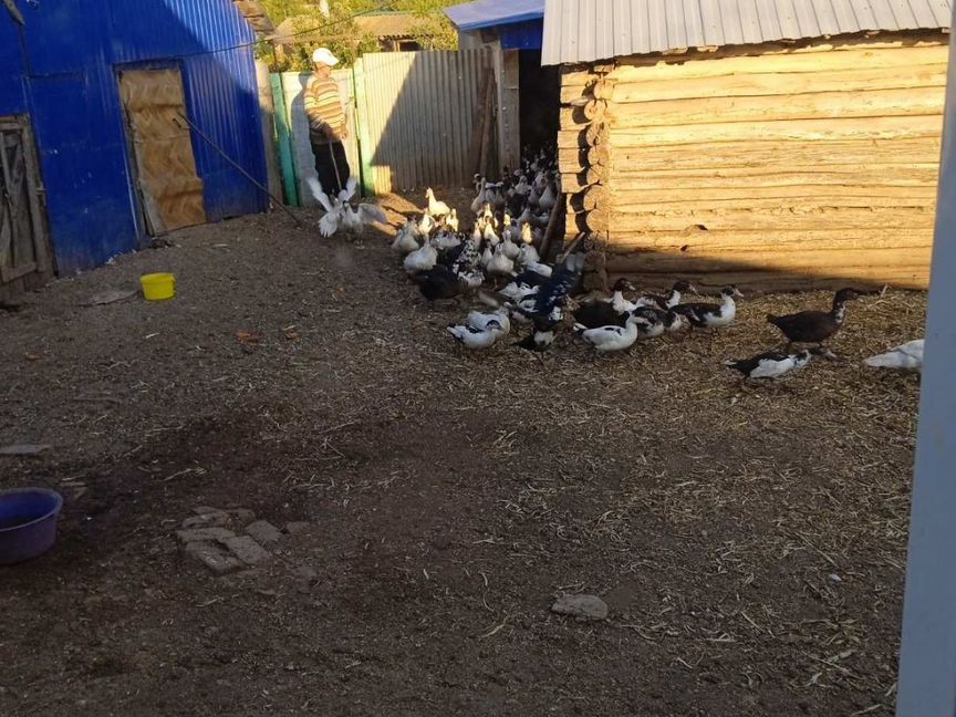 Индоутки