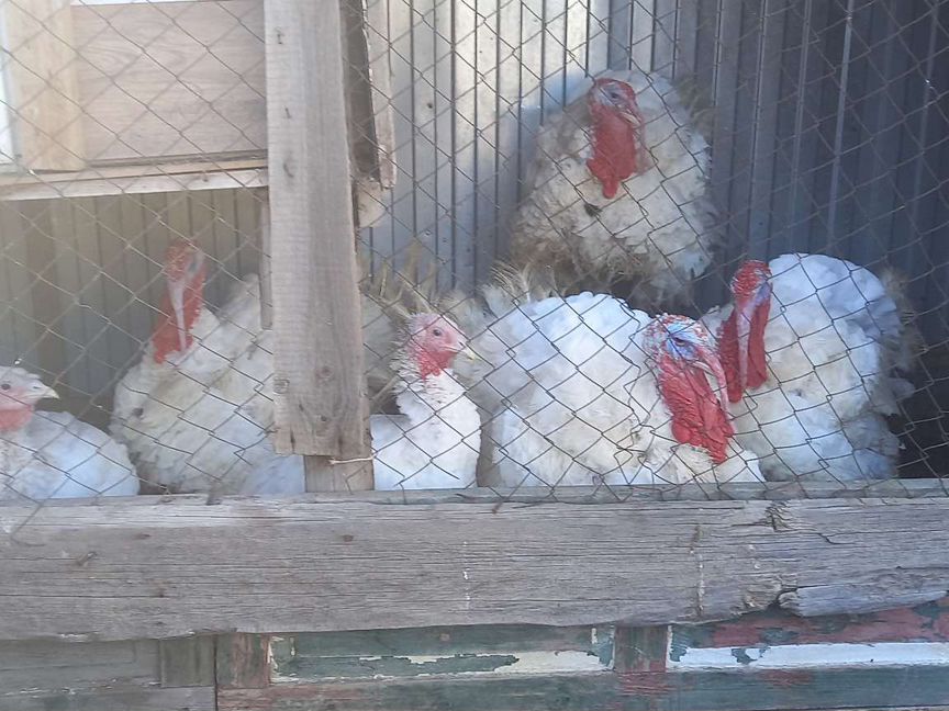 Индюки биг 6