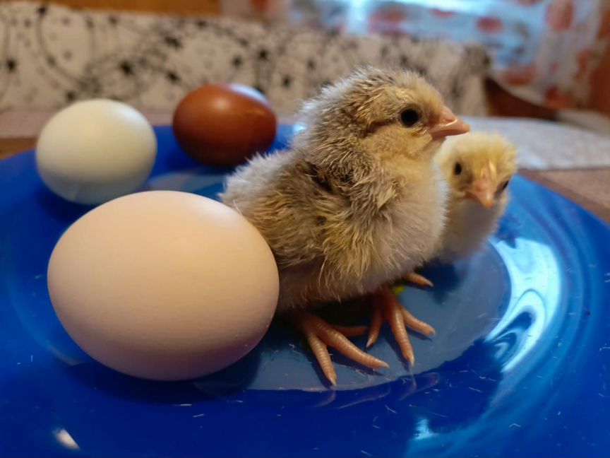 Цыплята Браун Ник, Борковской, Росс-308