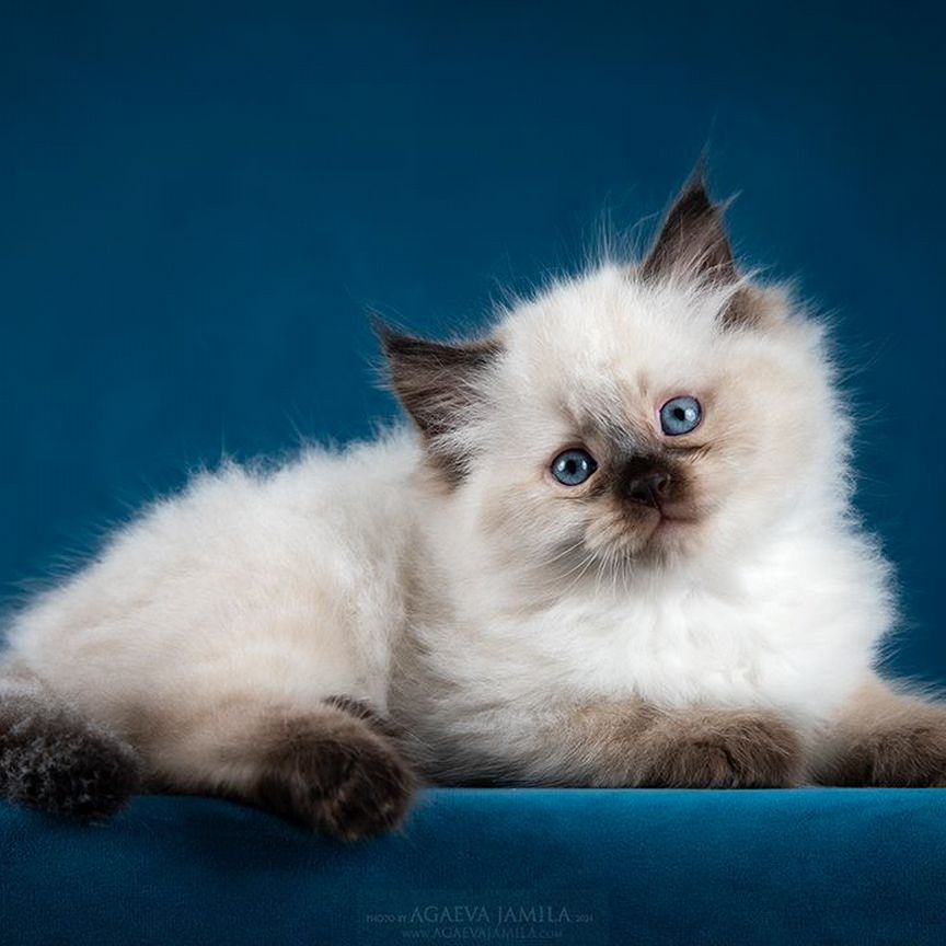 Котенок невский маскарадный