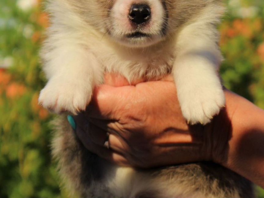 Вельш-корги пемброк