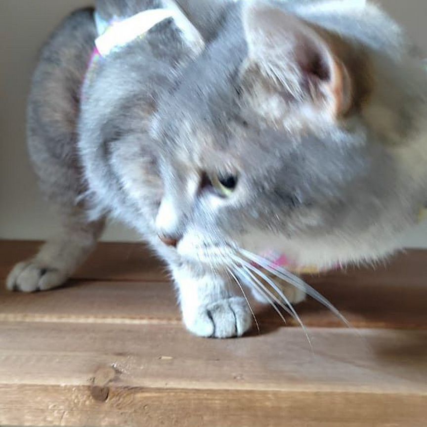 Отличная девочка