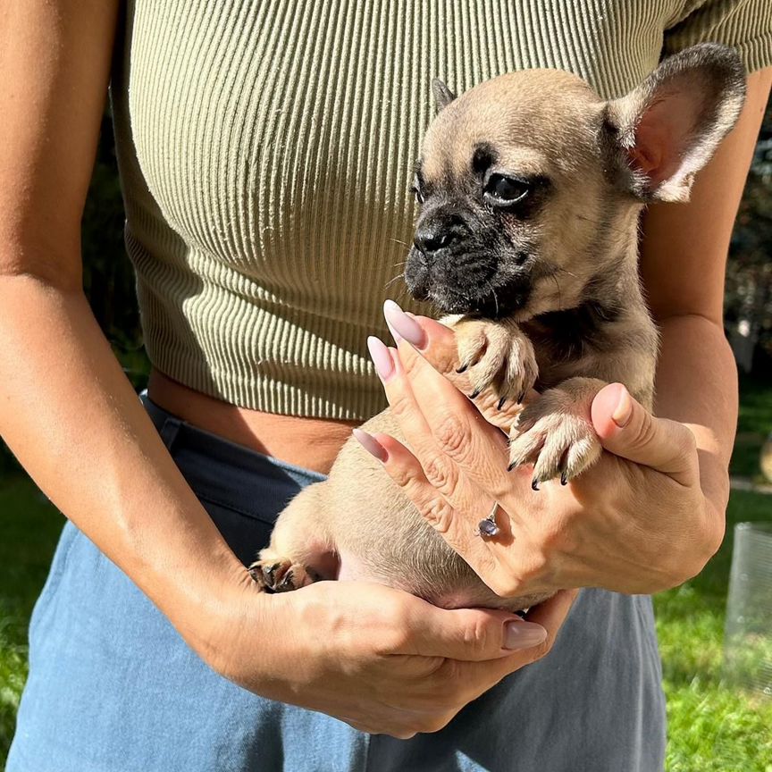 Щенки французика девочки