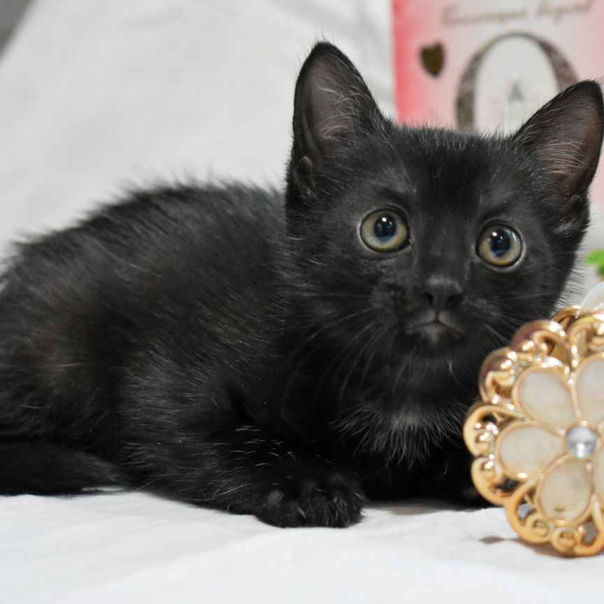 Котята от домашней кошки 2.5 месяцев