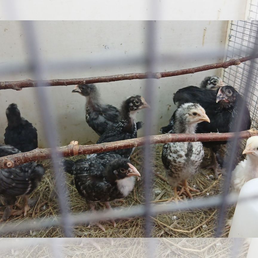 Цыплята несушки подрощенные