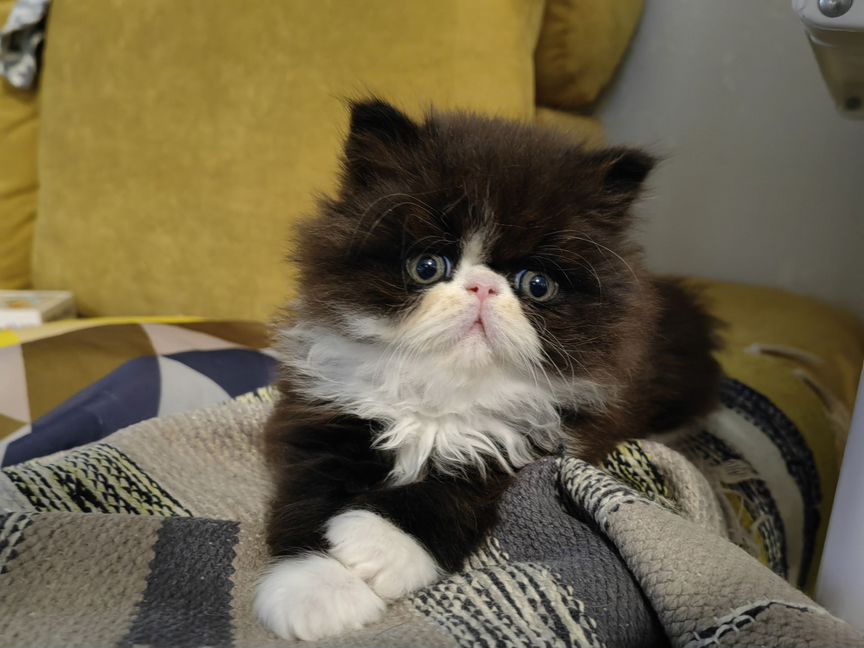 Перс мальчик