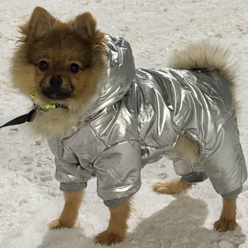 Немецкий шпиц, щенок