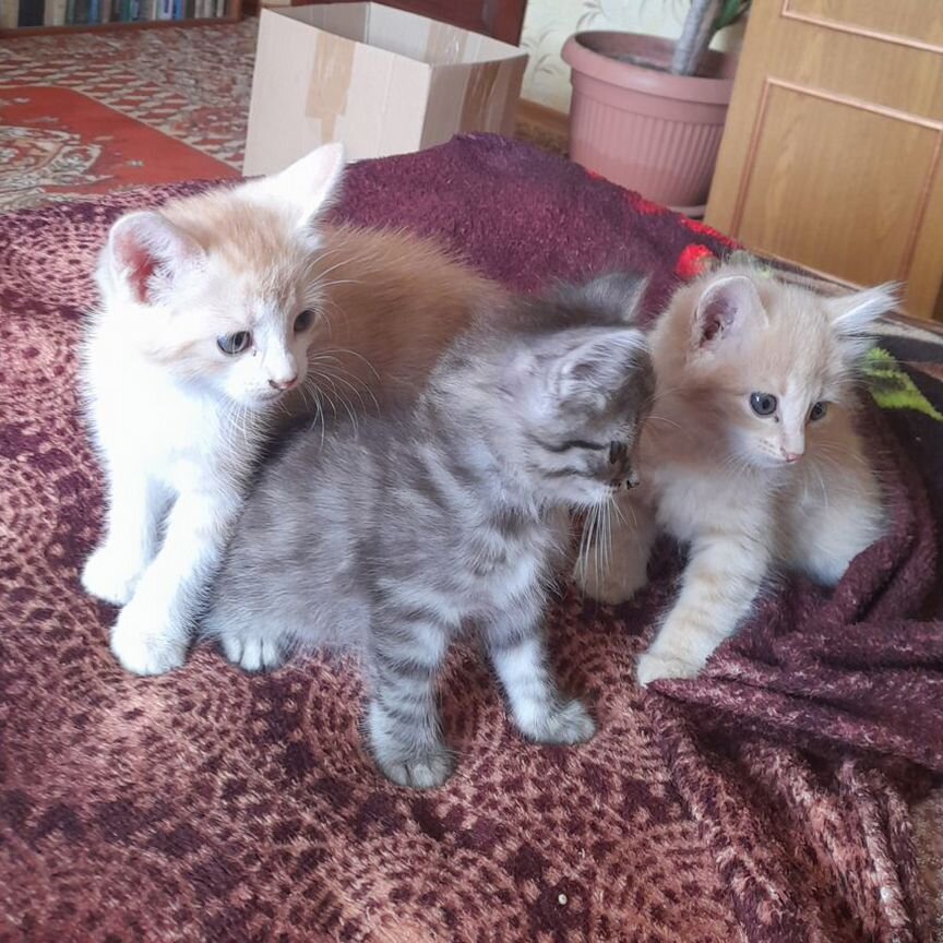 Отдам в добрые руки